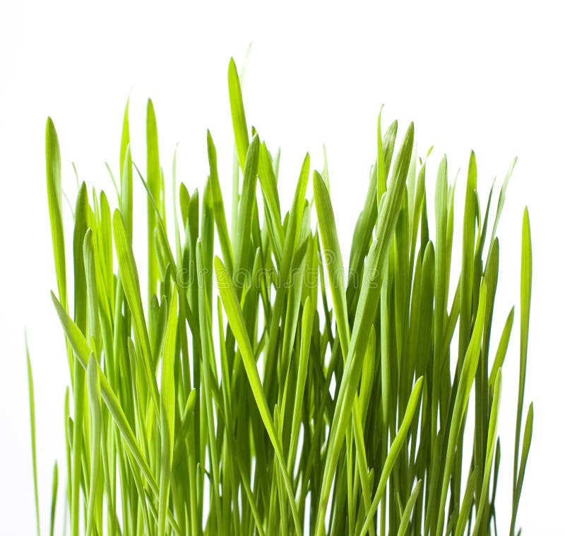 Tallos de la hierba foto de archivo. Imagen de verde, tallo - 4661156