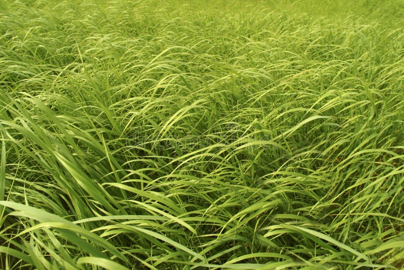 Hierba verde alta foto de archivo. Imagen de nadie, césped - 5563162