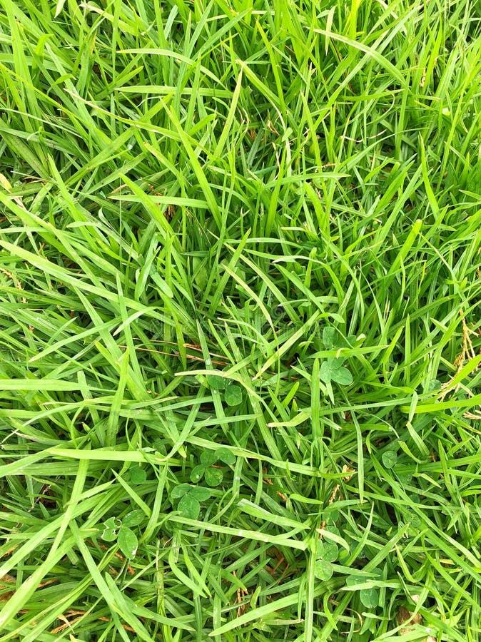 Hierba Verde Clara De La Primavera Imagen de archivo - Imagen de césped ...