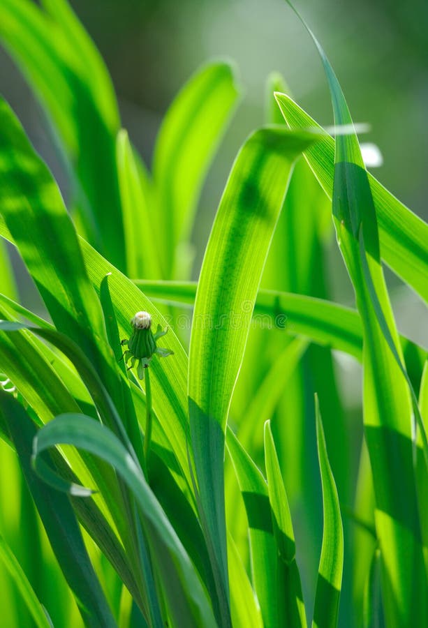 Hierba verde fresca. imagen de archivo. Imagen de dandelia - 16237227