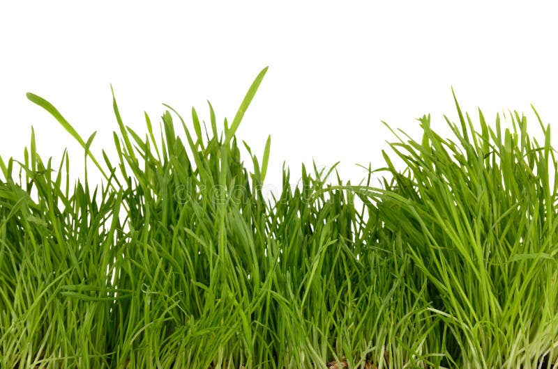 Hierba Verde Fresca Aislada Imagen de archivo - Imagen de picar, fresco ...