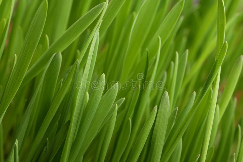 Hierba verde jugosa joven foto de archivo. Imagen de exterior - 4031196