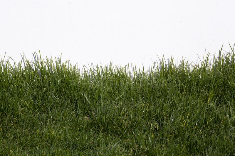 Hierba verde natural foto de archivo. Imagen de fondo - 182973210