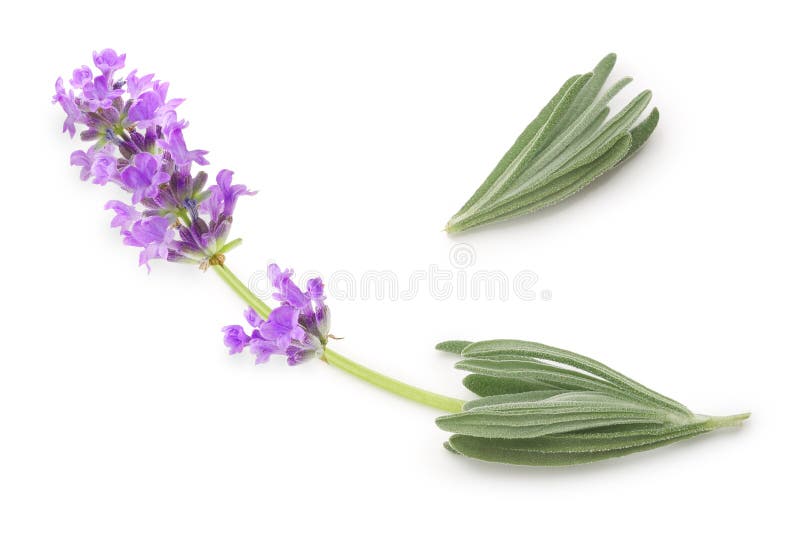 Hierba Violeta De La Lavanda De La Flor Aislada Foto de archivo ...