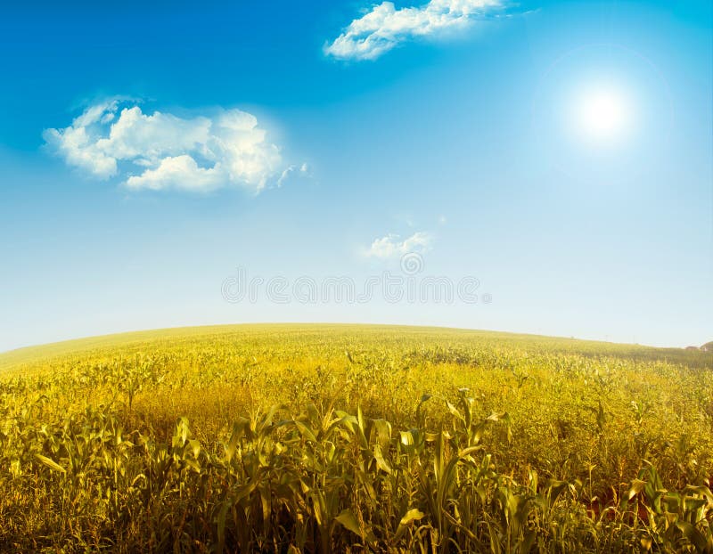 Hierba Y Cielo Azul Perfecto Imagen de archivo - Imagen de hermoso ...