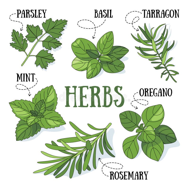 Hierbas Ilustraciones Stock, Vectores, Y Clipart – (49,325 ...