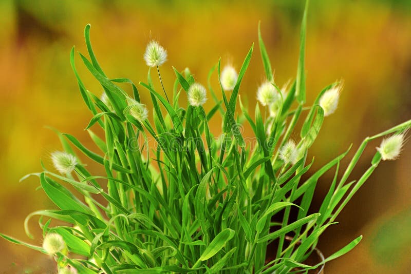 Hierba Ornamental Conocida Como Hierba De La Cola Del Conejito Foto de ...