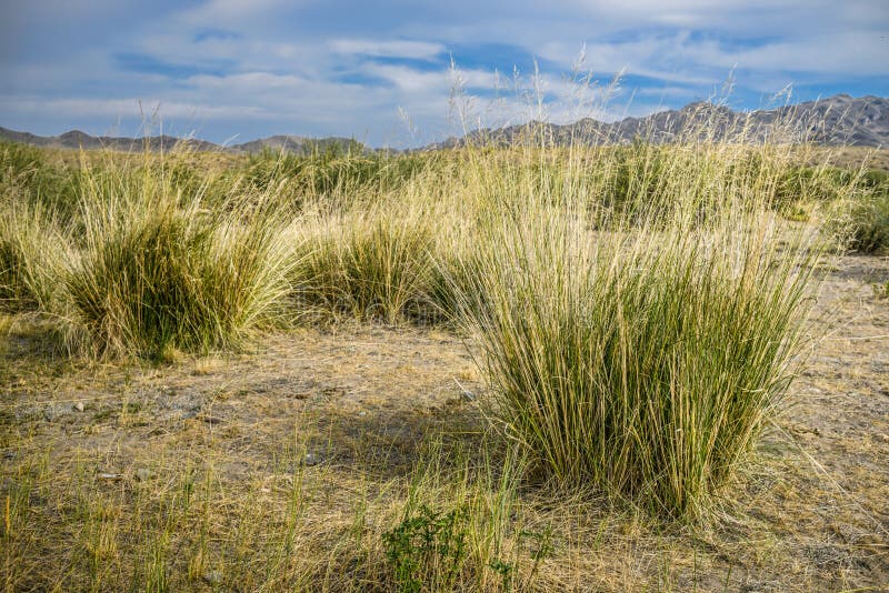 Hierbas De La Estepa Del Verano Foto de archivo - Imagen de asia, cielo ...