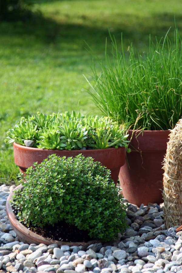 Hierbas Y Cama Aromática Del Jardín De Las Plantas Imagen de archivo ...