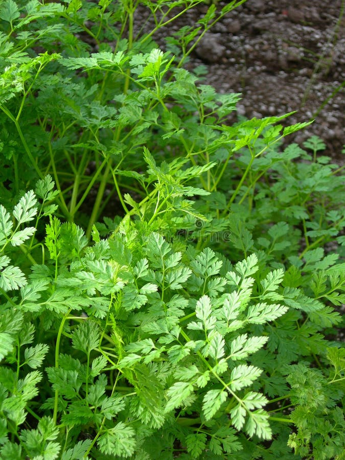 Hierbas Naturales En Un Invernadero Imagen de archivo - Imagen de ...