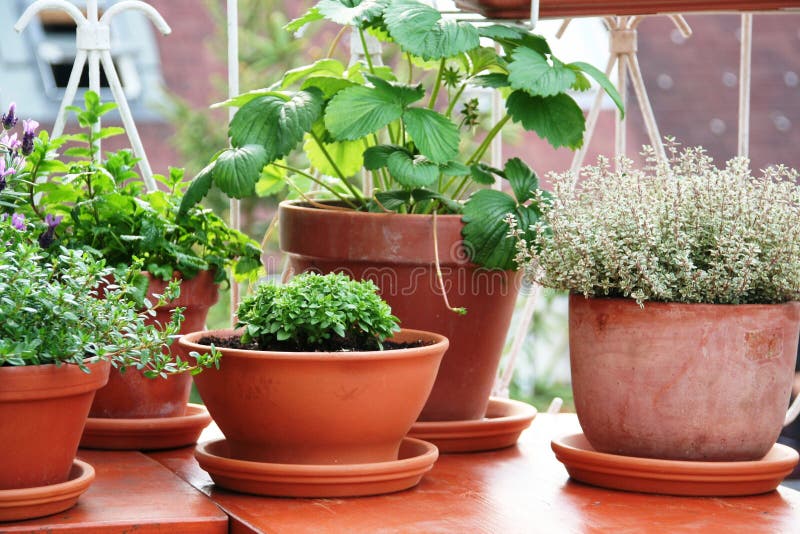 Hierbas Y Cama Aromática Del Jardín De Las Plantas Imagen de archivo ...