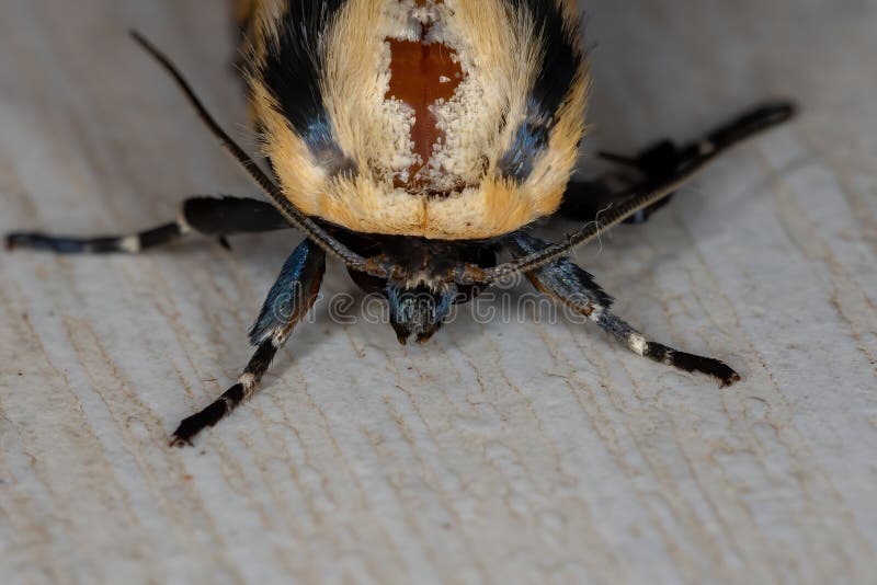 Hieroglyphic Moth stock image. Image of festiva, color - 195541359