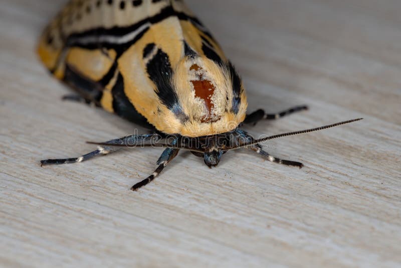 Hieroglyphic Moth stock image. Image of arthropoda, green - 195541407
