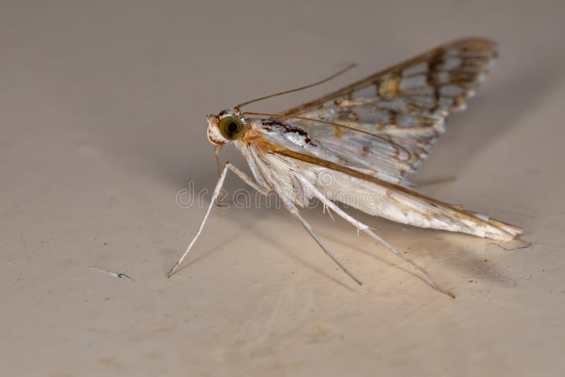 Hieroglyphic Moth Caterpillar Stock Photo - Image of moth, colors ...