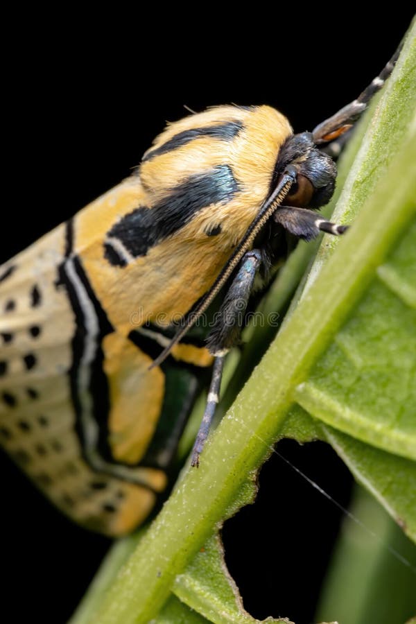 Hieroglyphic Moth Caterpillar Stock Photo - Image of moth, colors ...