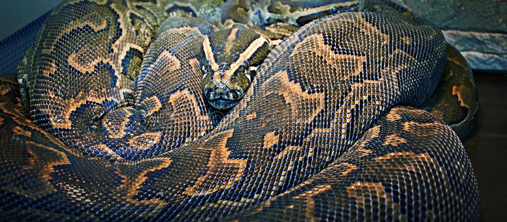 Hieroglyphic Python, or Rock Python Lat. Python Sebae Stock Photo - Image of nature, zoology ...