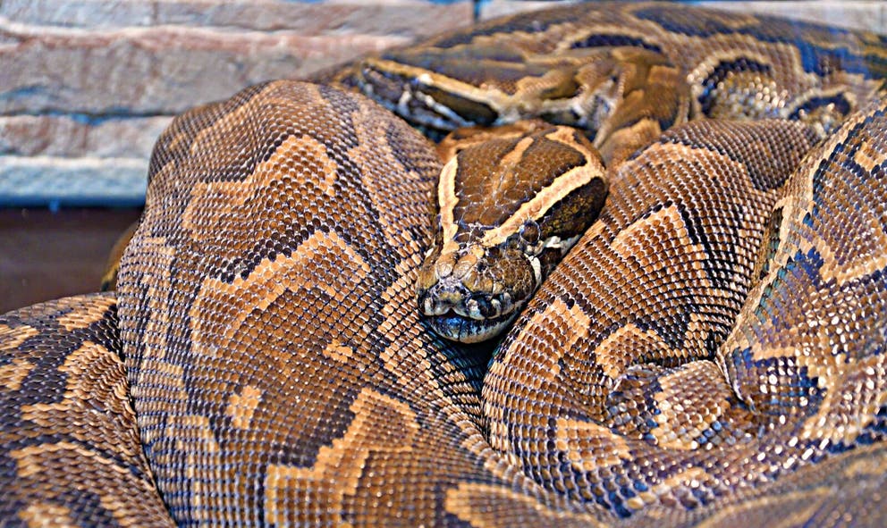 Hieroglyphic Python, or Rock Python Lat. Python Sebae Stock Photo ...