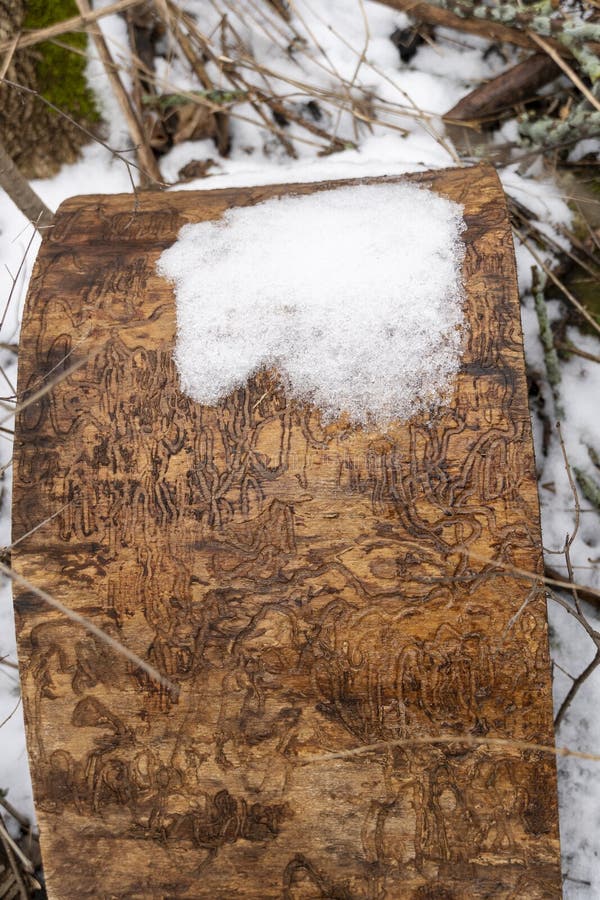 Hieroglyphs on a cut tree stock image. Image of cavities - 206170933