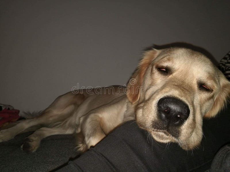 High stock image. Image of sleepy, high, tired, retriever - 108174773
