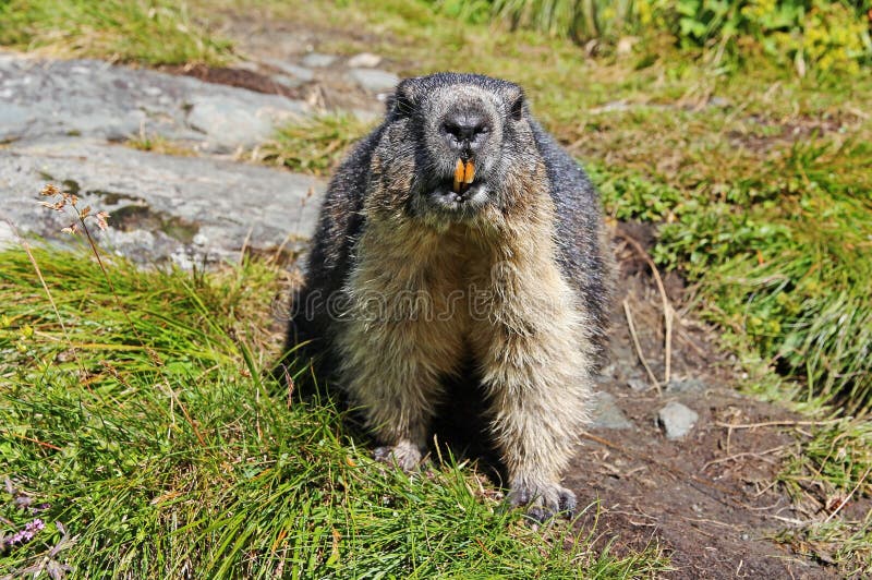 The marmot stock image. Image of alps, food, highlevel - 33055823
