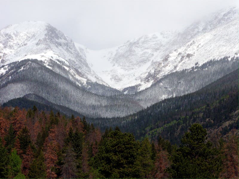 The Tree Line stock photo. Image of rockies, colorado - 29790782