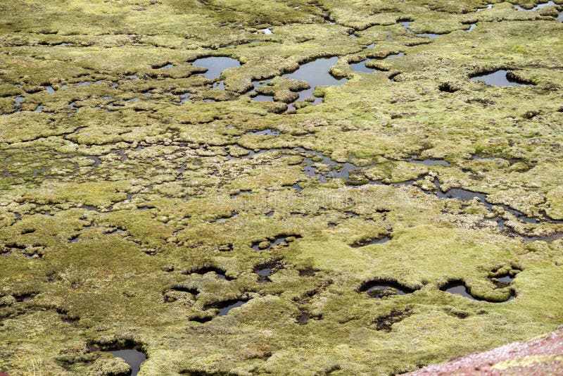 High altitude marsh stock photo. Image of water, springtime - 147843016