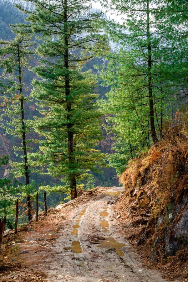 High Altitude Road in Himalayas Surrounded by Deodar Tree Stock Photo ...