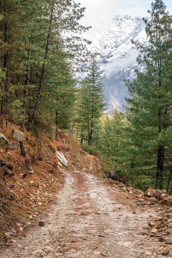 High Altitude Road in Himalayas Surrounded by Deodar Tree Stock Image ...