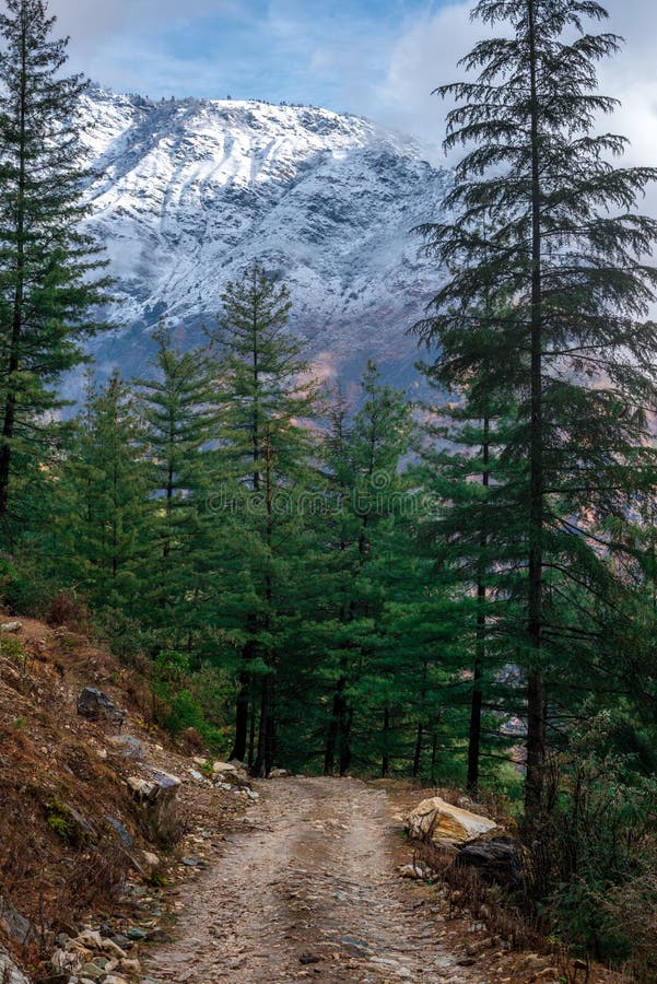 High Altitude Road in Himalayas Surrounded by Deodar Tree Stock Photo ...