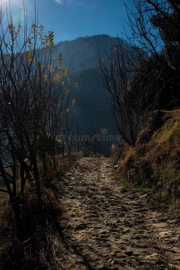 High Altitude Road in Himalayas Surrounded by Deodar Tree Stock Photo ...