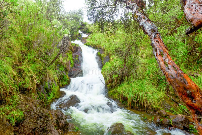 High Altitude Vegetation stock photo. Image of water - 61378940