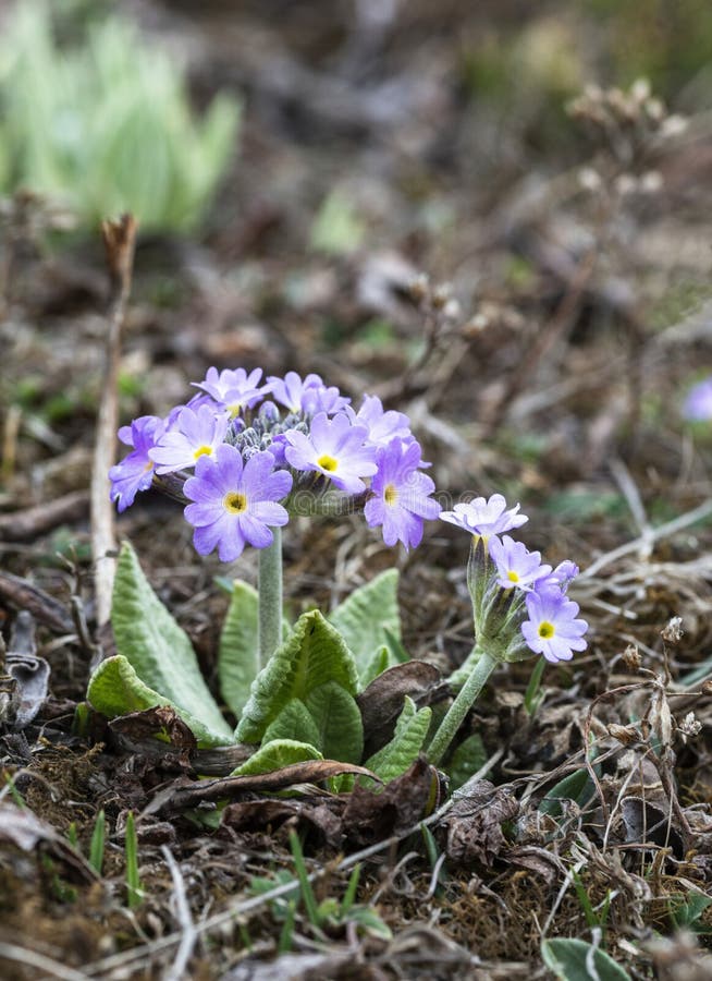 High Altutide Flowers, Zero Point, Sikkim, India Stock Photo - Image of ...