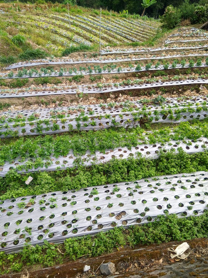 Landscape of Vegetable Farming Fields on Mountain Slopes Stock Image ...
