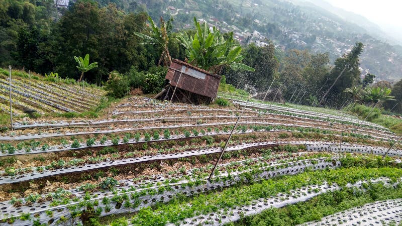Landscape of Vegetable Farming Fields on Mountain Slopes Stock Photo ...