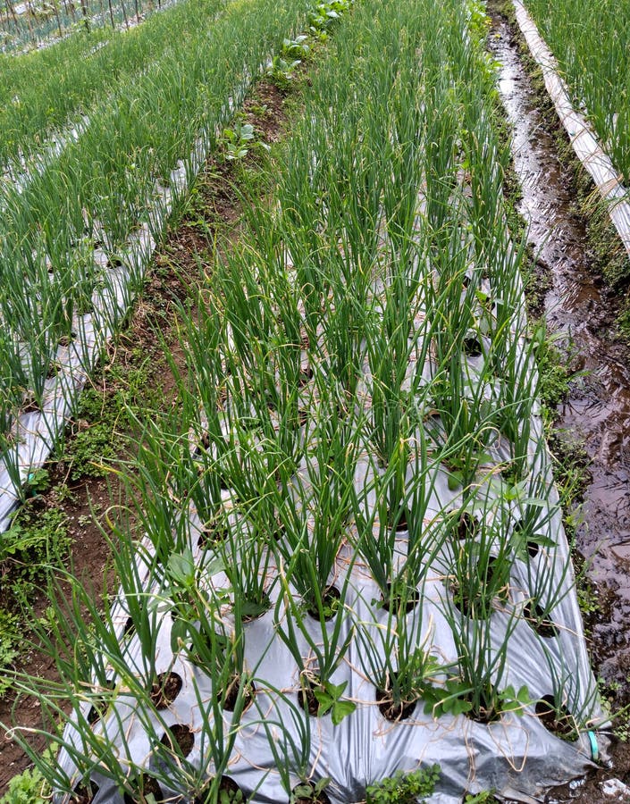 Landscape of Vegetable Farming Fields on Mountain Slopes Stock Image ...