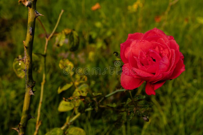 High Angle Of Beautiful Red Rose Along With Thorns Branches In The ...