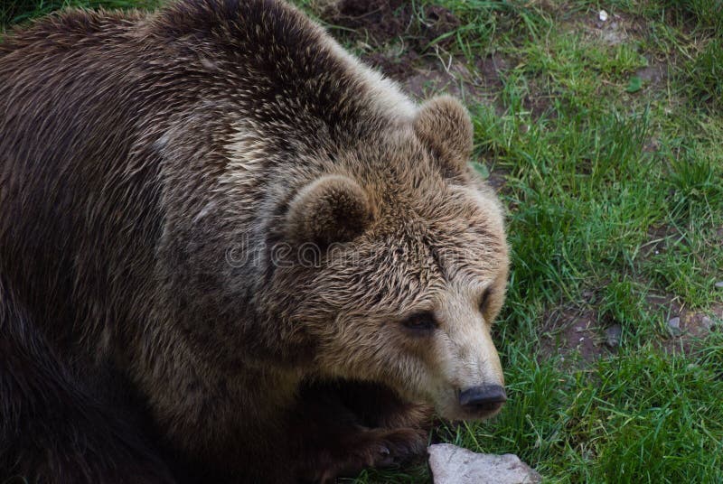 High-angle Close-up of a Brown Grizzly Bear Standing in a Grassy Meadow ...