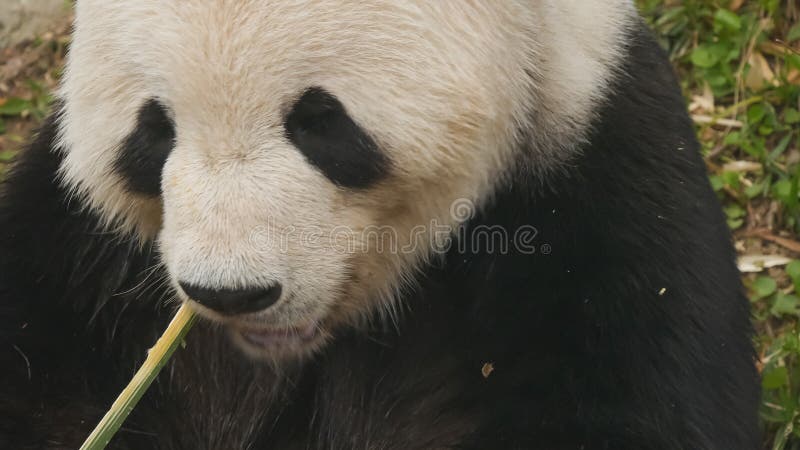 High Angle Close Up of a Giant Panda Feeding Stock Image - Image of ...