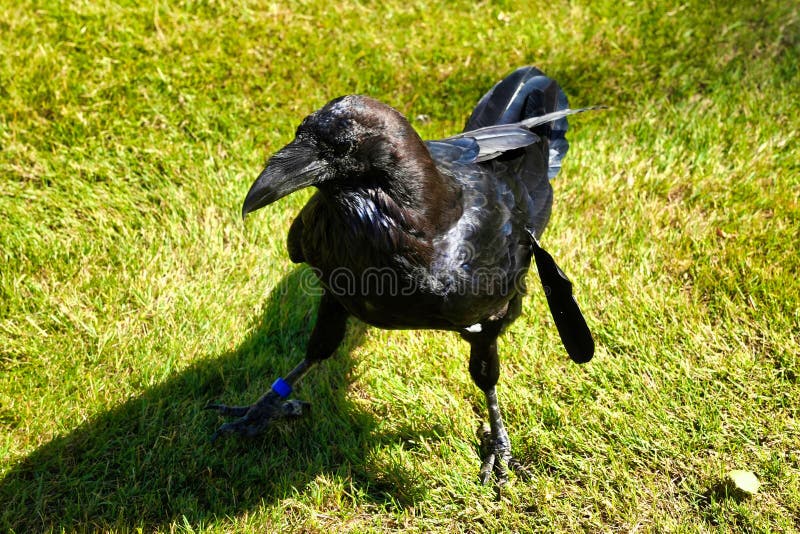 High-angle Close-up of a Raven Resting on the Grass in Sunlight Stock ...