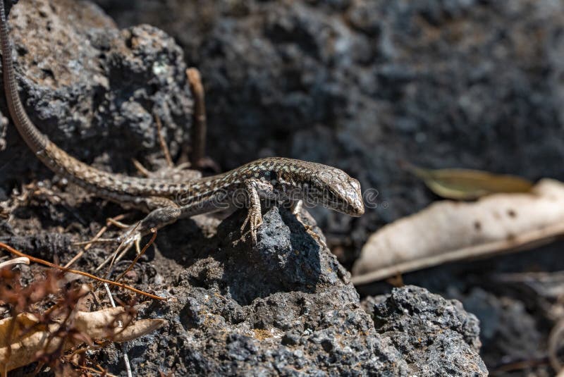 High Angle Close-up of Sicilian Wall Lizard on Rocks during Sunny Day ...