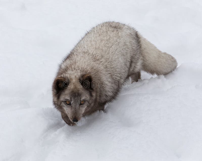 High Angle Close Up View of Blue Arctic Fox Walking in Snow Stock Photo ...