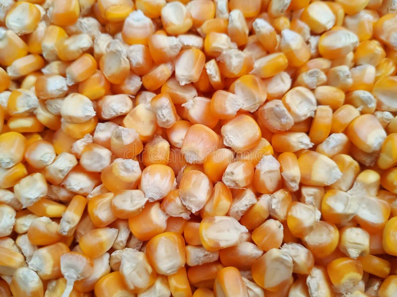 Close-up of Yellow Corn Kernels Ready for Planting or Feed Stock Image ...