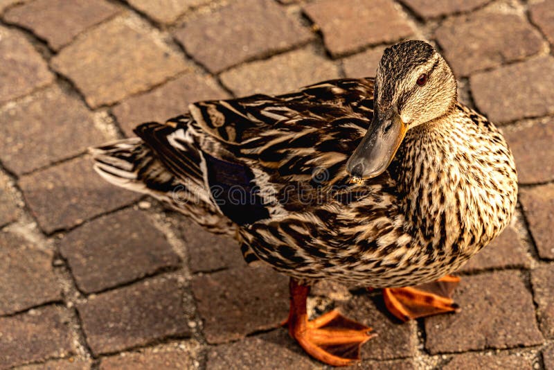 High-angle Closeup of a Duck with Beautiful Patterns on Feathers Stock ...