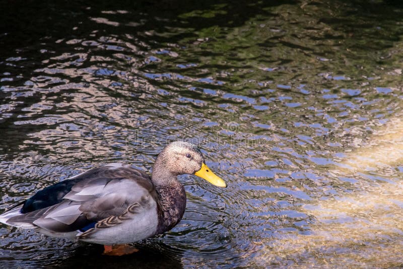 High-angle Closeup of a Duck Stepping into a Pond Stock Photo - Image ...