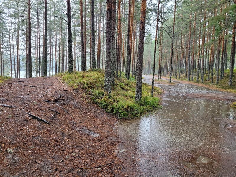 High-angle Closeup of a Forest View while Raining with Trees and Ground ...