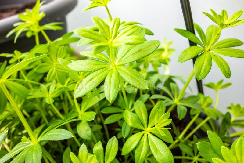 Gallium Plants Stock Photos - Free & Royalty-Free Stock Photos from ...