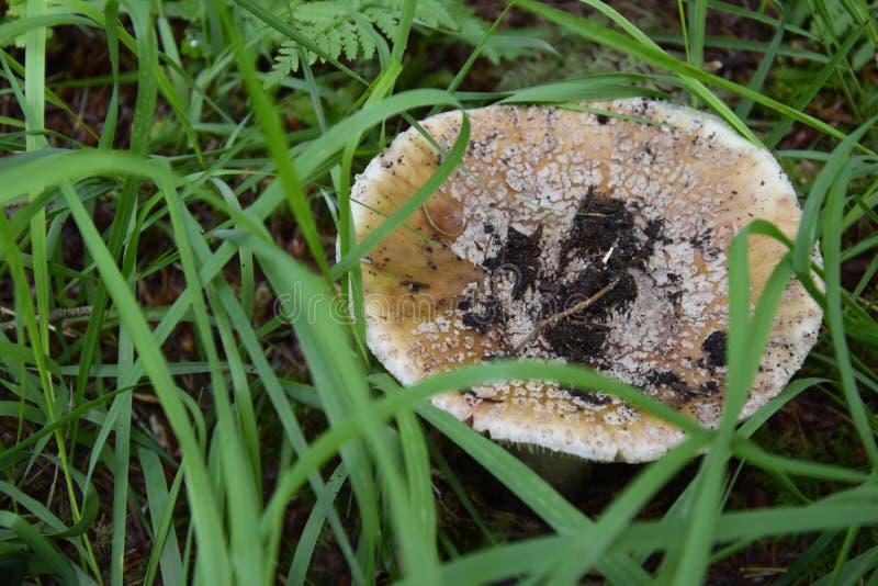 High Angle Closeup Shot of a Damaged Mushroom in the Grass Stock Photo ...