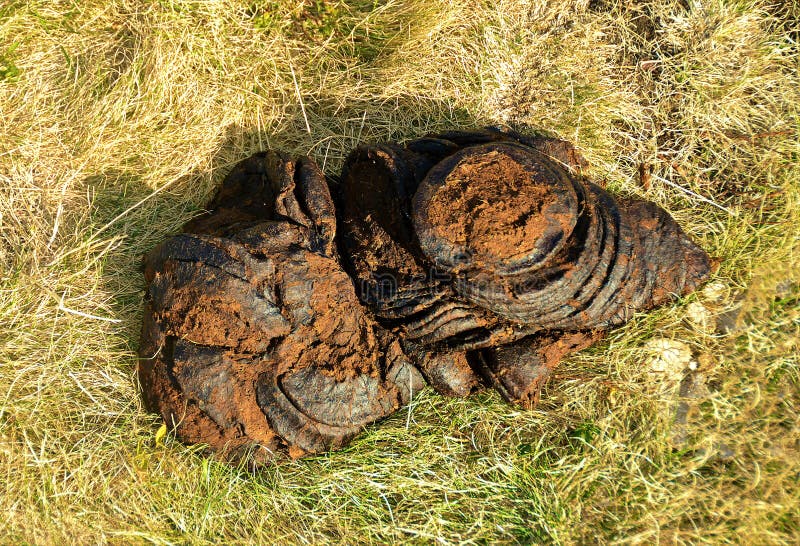 High Angle Closeup Shot of Deer Droppings on the Grassy Ground Stock ...