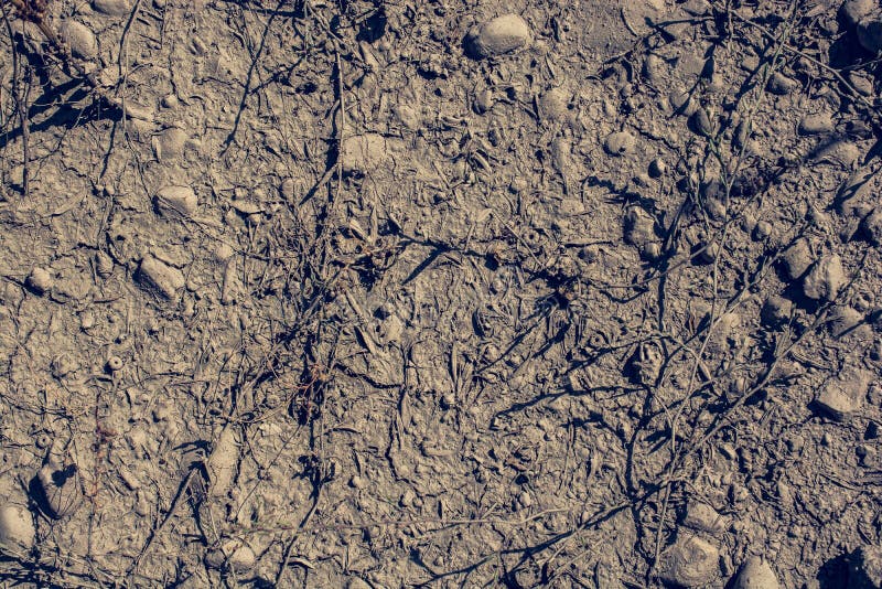 High Angle Closeup Shot of Dry Sticks Growing in the Soil Stock Image ...