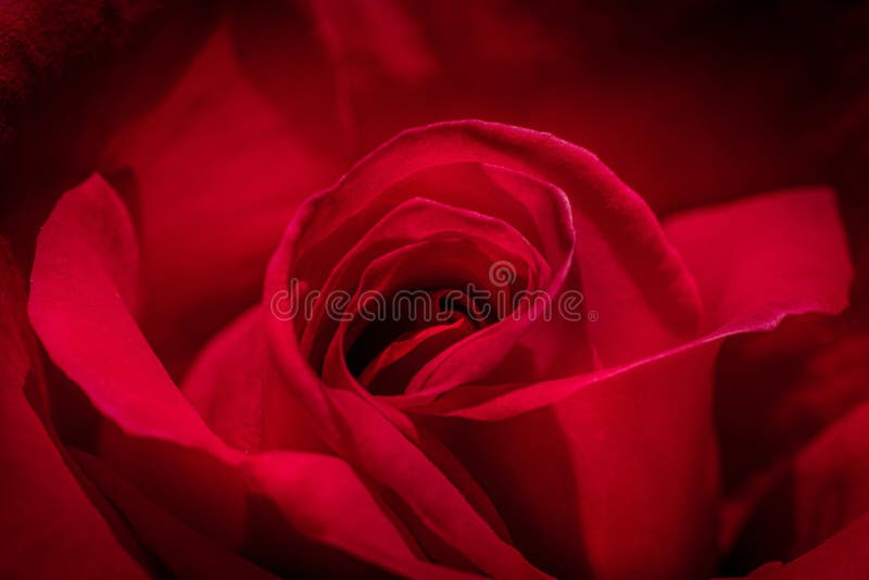 High Angle Closeup Shot of a Magnificent Red Rose Stock Photo - Image ...